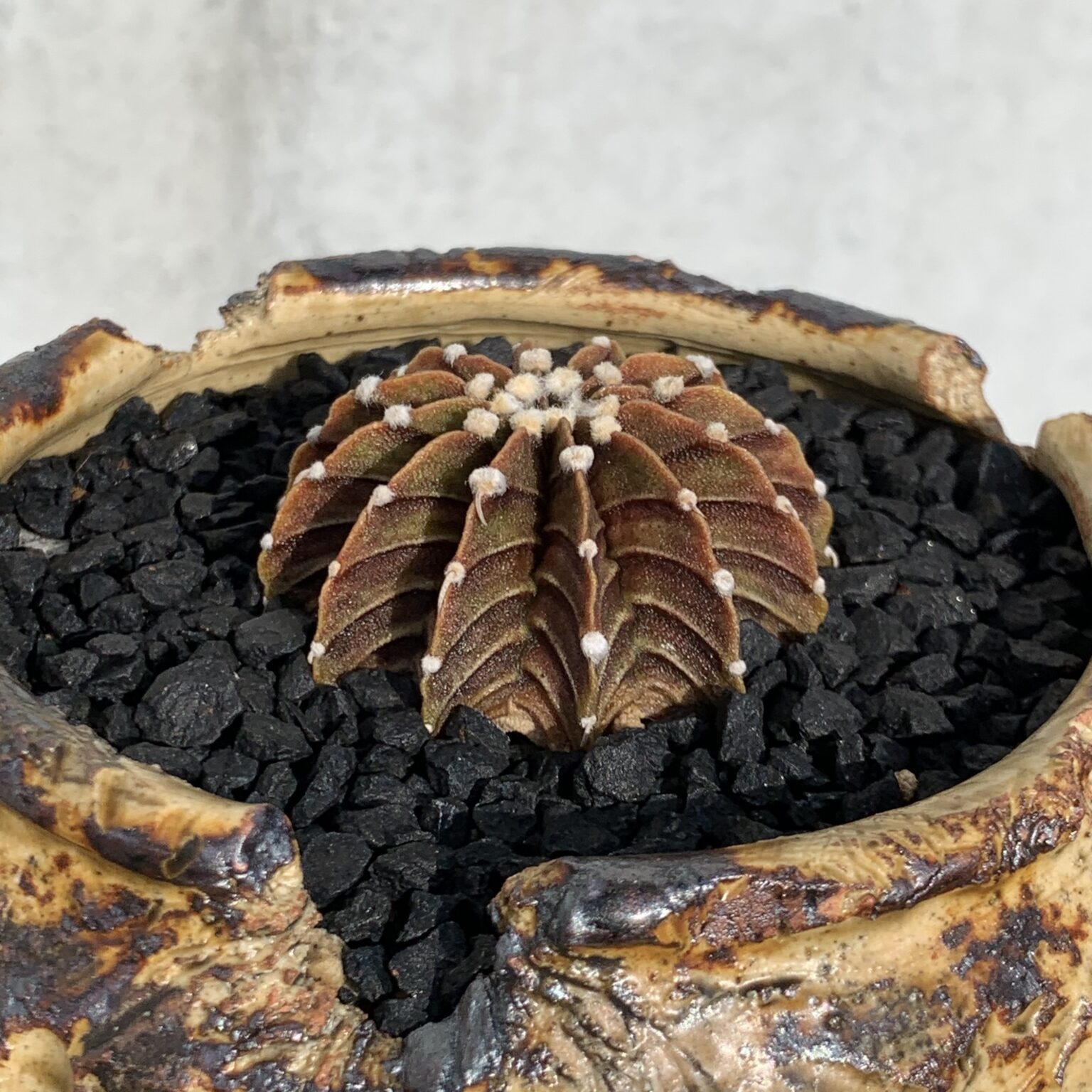 ギムノカリキウム・フリードリッヒィ LB2178の魅力と育て方完全ガイド！初心者でもわかるポイント解説 | Takez Plants