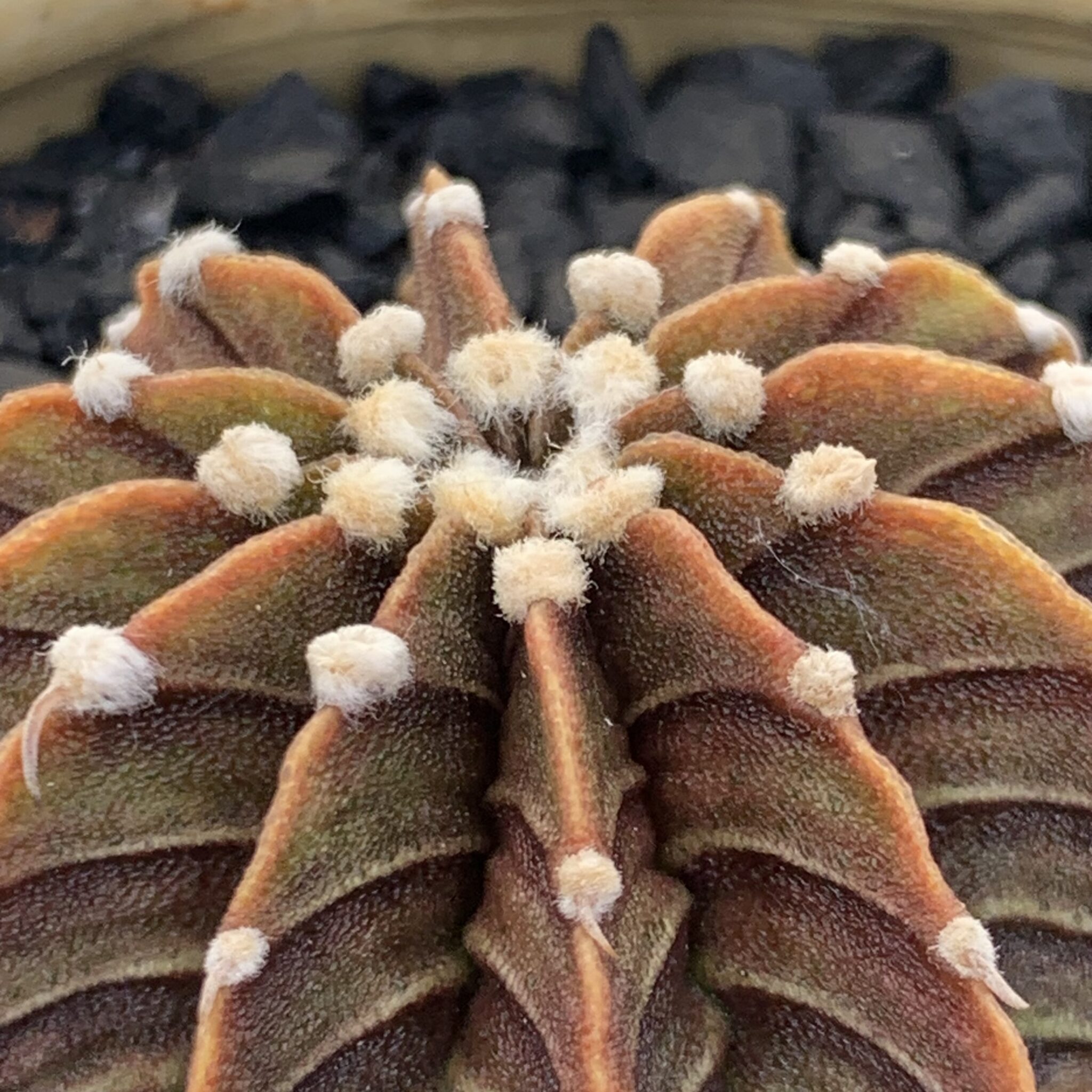 ギムノカリキウム・フリードリッヒィ LB2178の魅力と育て方完全ガイド！初心者でもわかるポイント解説 | Takez Plants