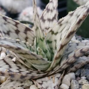 【Aloe ‘Blizzard’とは？】雪のように美しいアロエ・ブリザードの魅力と育て方 | Takez Plants