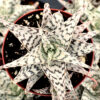 【Aloe ‘Blizzard’とは？】雪のように美しいアロエ・ブリザードの魅力と育て方 | Takez Plants