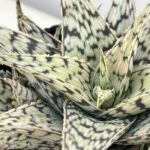 【Aloe ‘Blizzard’とは？】雪のように美しいアロエ・ブリザードの魅力と育て方 | Takez Plants