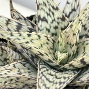 【Aloe ‘Blizzard’とは？】雪のように美しいアロエ・ブリザードの魅力と育て方 | Takez Plants