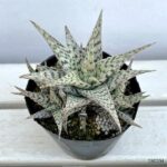 【Aloe ‘Blizzard’とは？】雪のように美しいアロエ・ブリザードの魅力と育て方 | Takez Plants