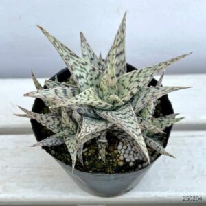 【Aloe ‘Blizzard’とは？】雪のように美しいアロエ・ブリザードの魅力と育て方 | Takez Plants